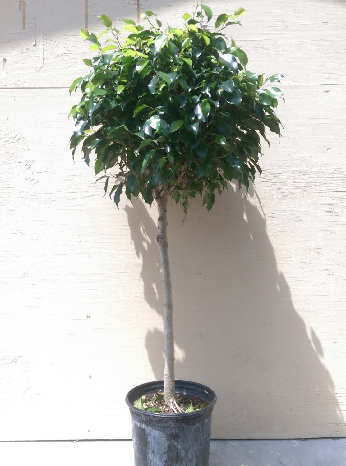 Ficus Midnight Tree Plant in 14 Pot - About 65 tall