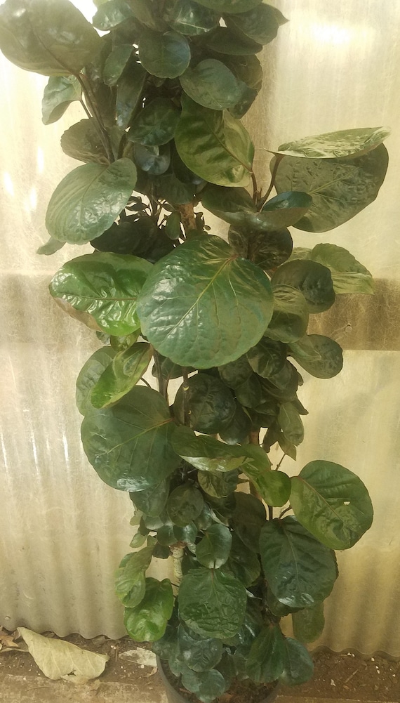 Aralia Fabian Polyscias Scutellaria Plant in 10 Inch Pot - Etsy