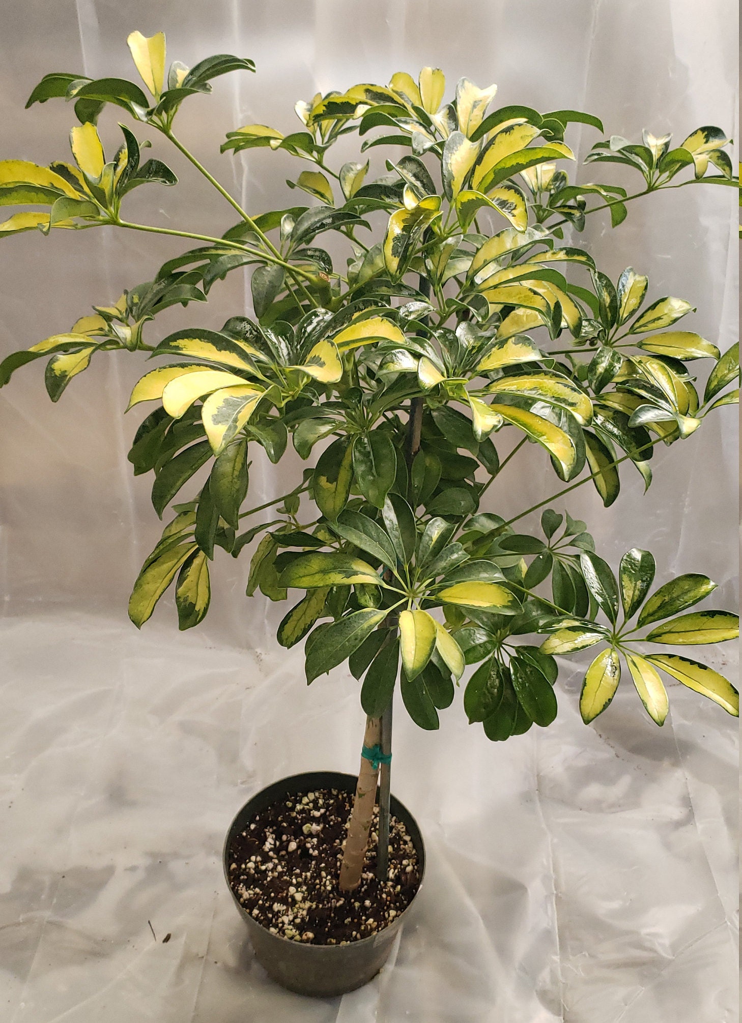 Schefflera Arboricola Variegated Tree in 2G Pot - About 36 tall