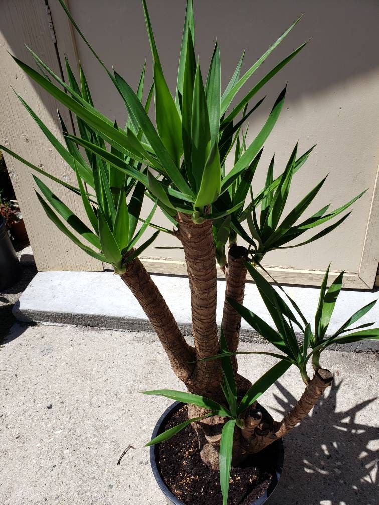 Yucca Stump Plant Plant in 12 pot - About 50 inches tall