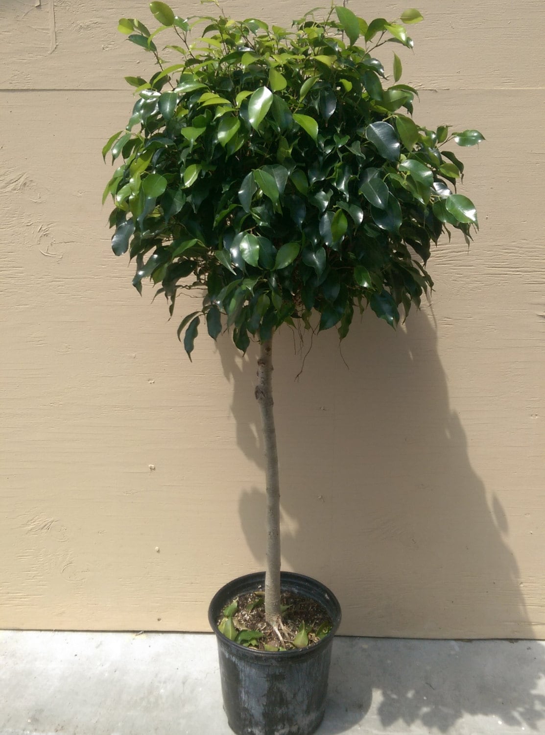 Ficus Midnight Tree Plant in 14 Pot - About 65 tall