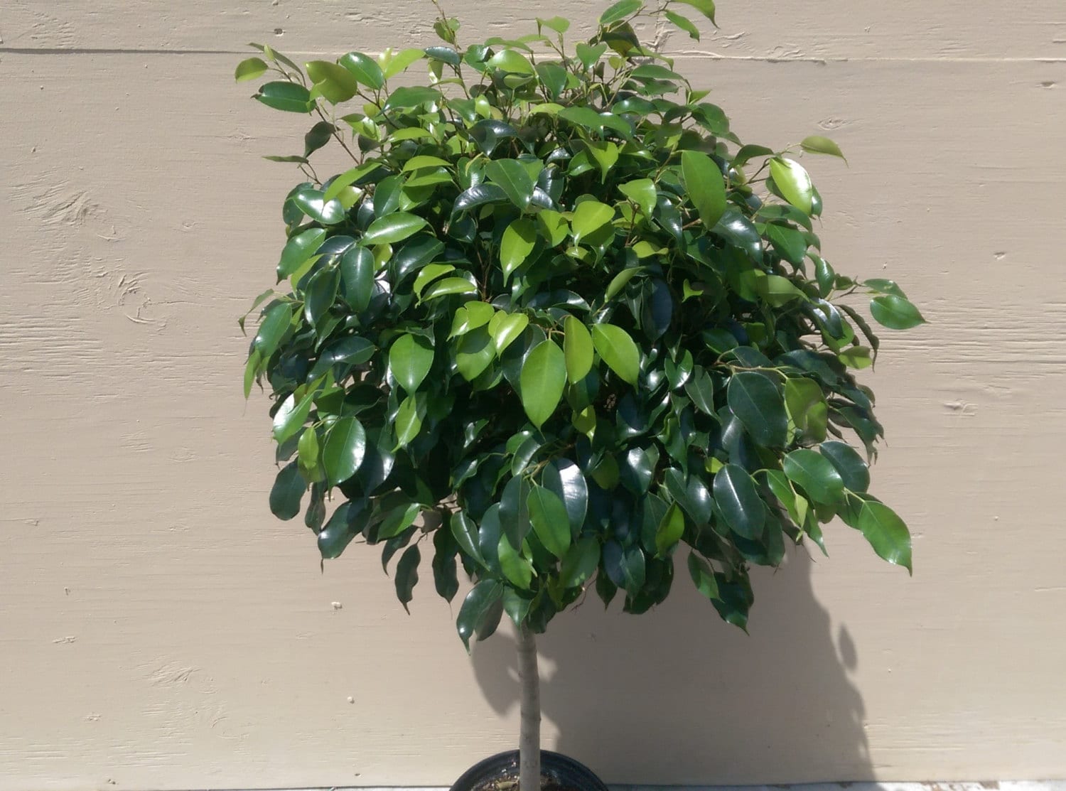 Ficus Midnight Tree Plant in 14 Pot - About 65 tall