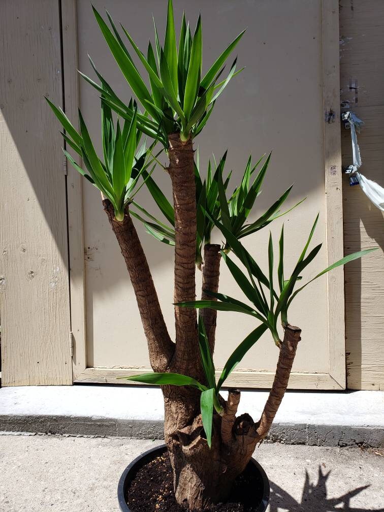 Yucca Stump Plant Plant in 12 pot - About 50 inches tall