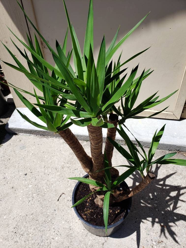 Yucca Stump Plant Plant in 12 pot - About 50 inches tall