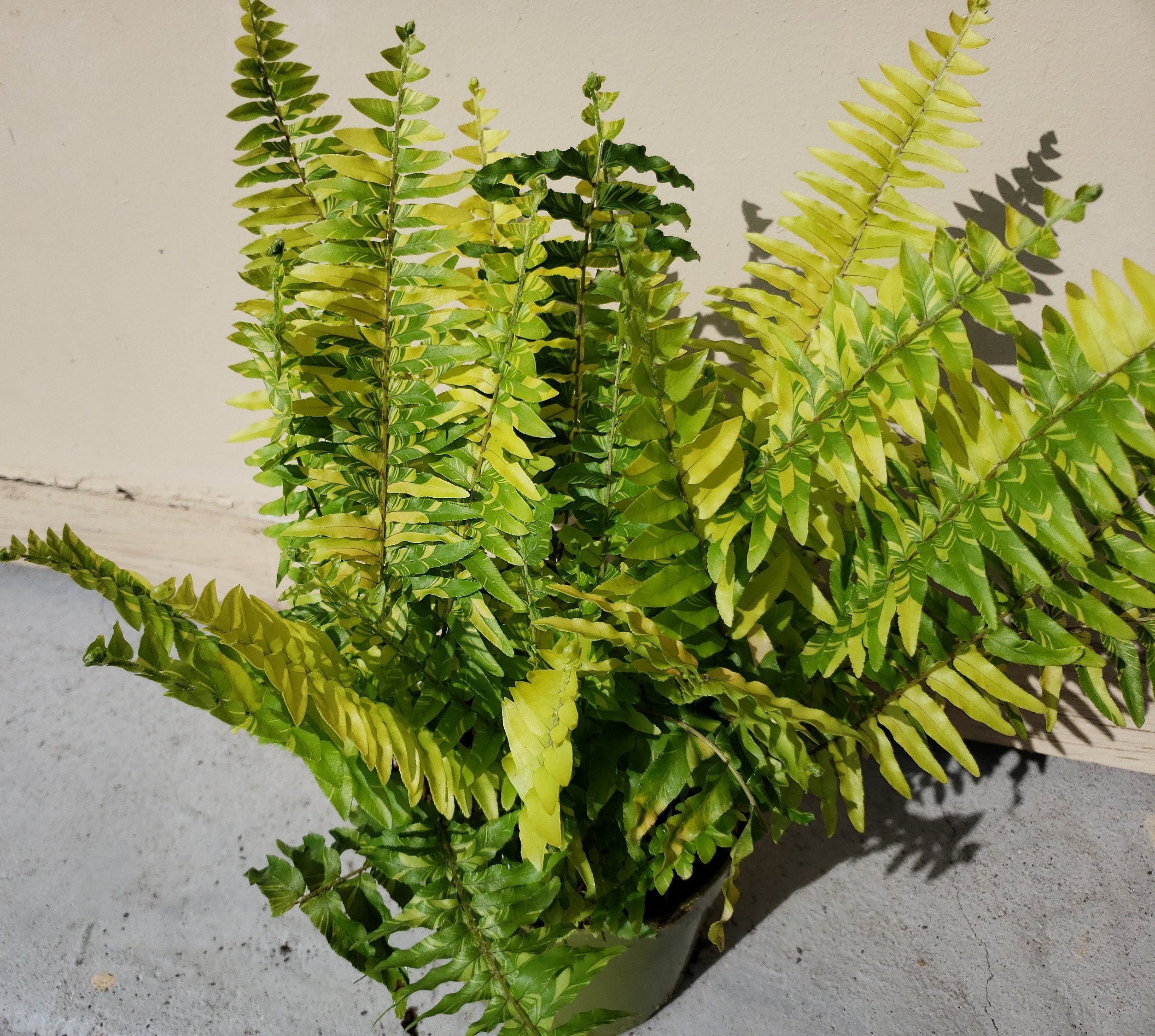 Nephrolepis Exaltata Tiger Fern Plant in 6 inch pot - Beautiful Color