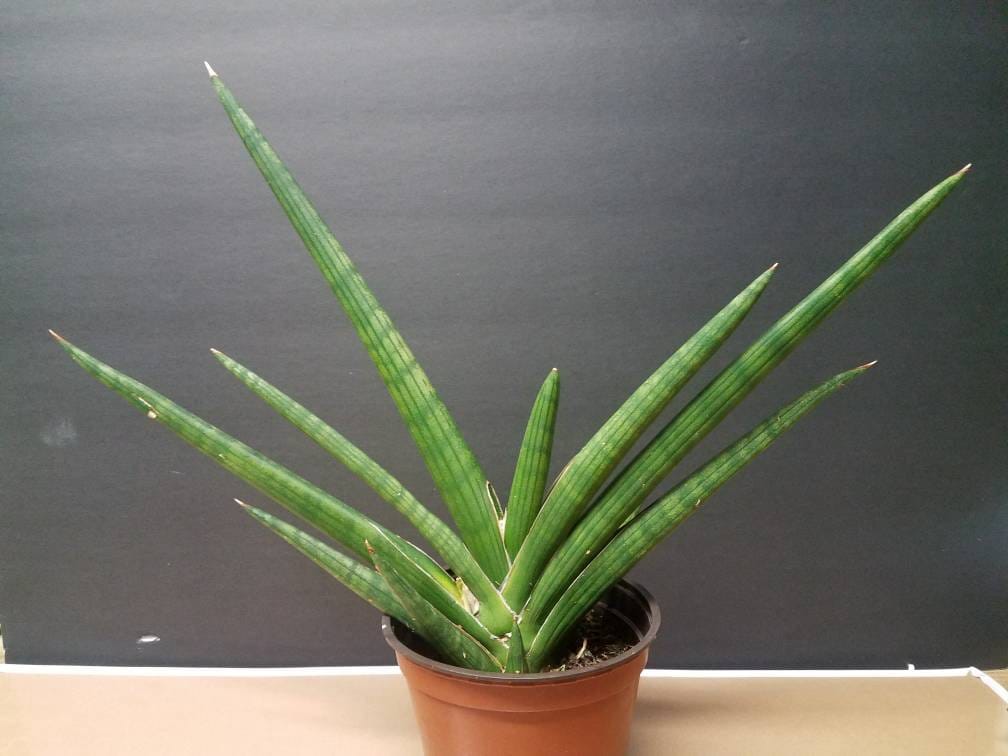 Sansevieria Mutomo Kenya Plant in 6 inch pot - About 8 Inches Tall