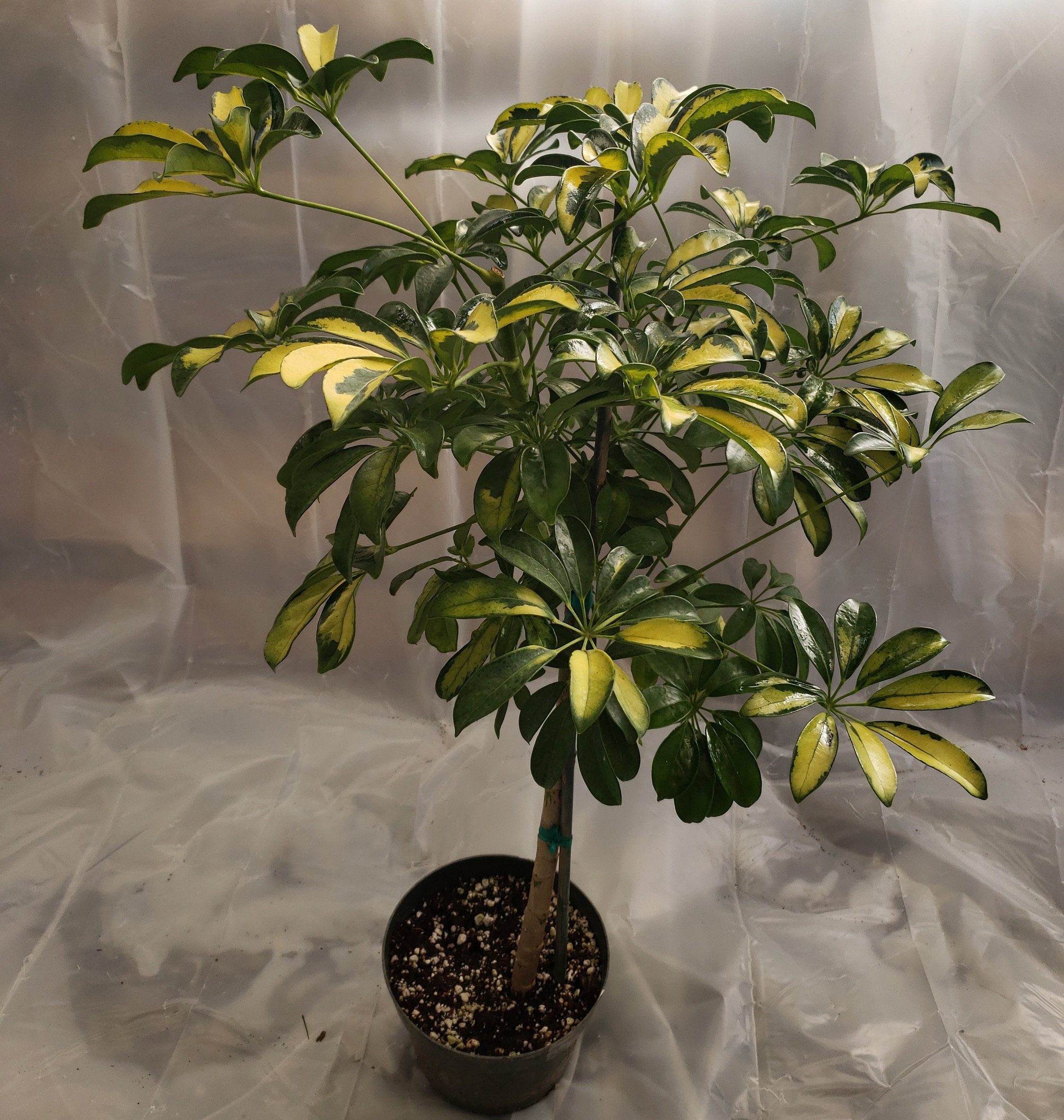 Schefflera Arboricola Variegated Tree in 2G Pot - About 36 tall