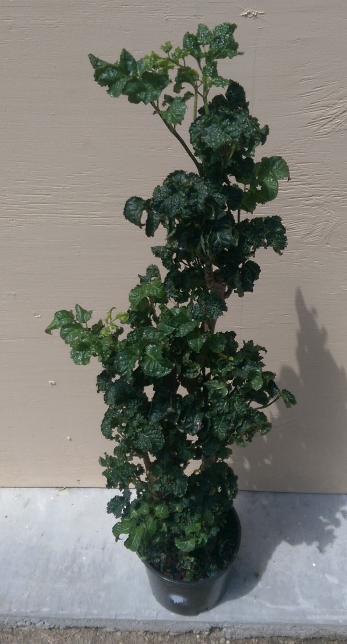 Polyscias Guilfoylei Blackie Black Aralia Plant in 2 Gallon Pot - About ...