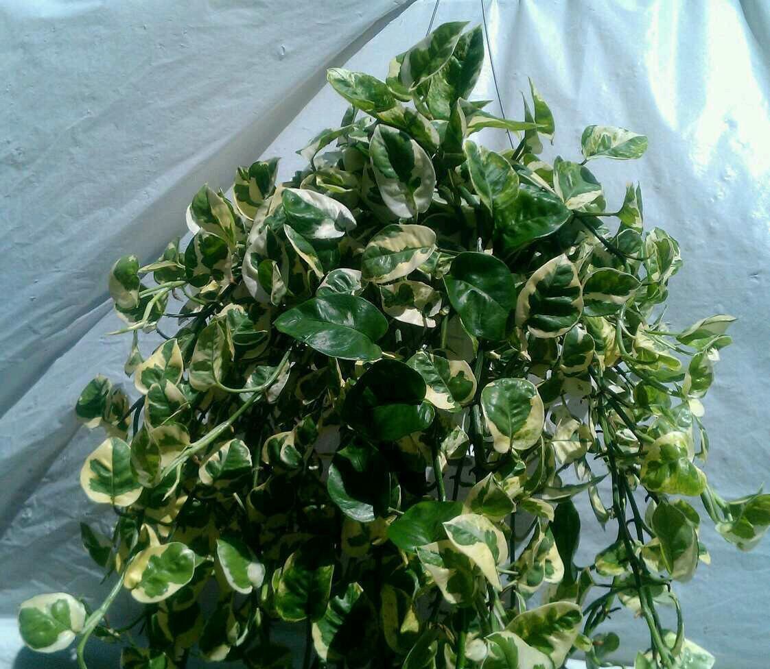 Trailing Pothos N'joy Plant in 6 inch pot