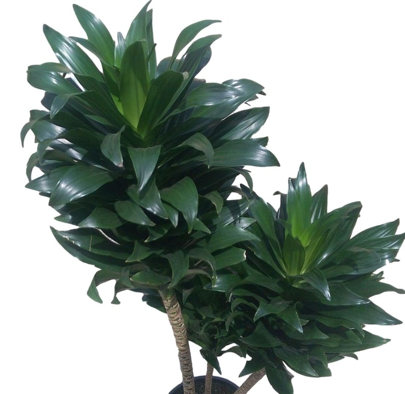 Dracaena Janet Craig Compacta Cane Plant in 2g" Pot - About 36" Tall - Etsy