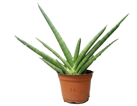 Sansevieria Mutomo Kenya Plant in 6 Inch Pot About 8 Inches | Etsy