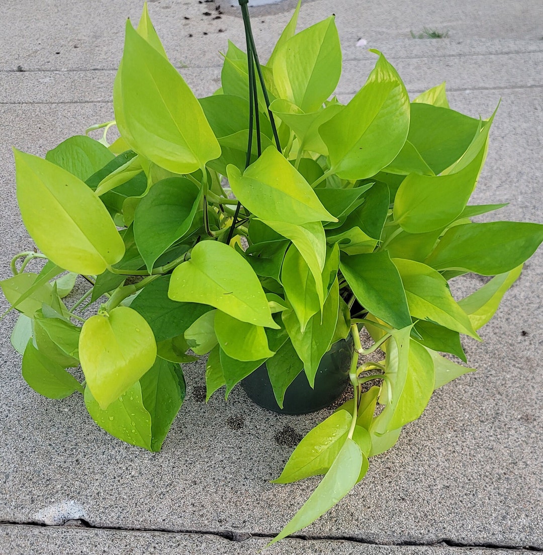 Neon Pothos Plant in 6 Inch Pot - - Etsy