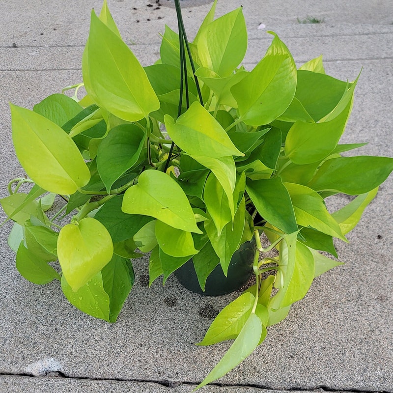 Neon Pothos - Etsy