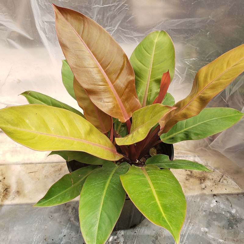 Prince of Orange Philodendron - Etsy