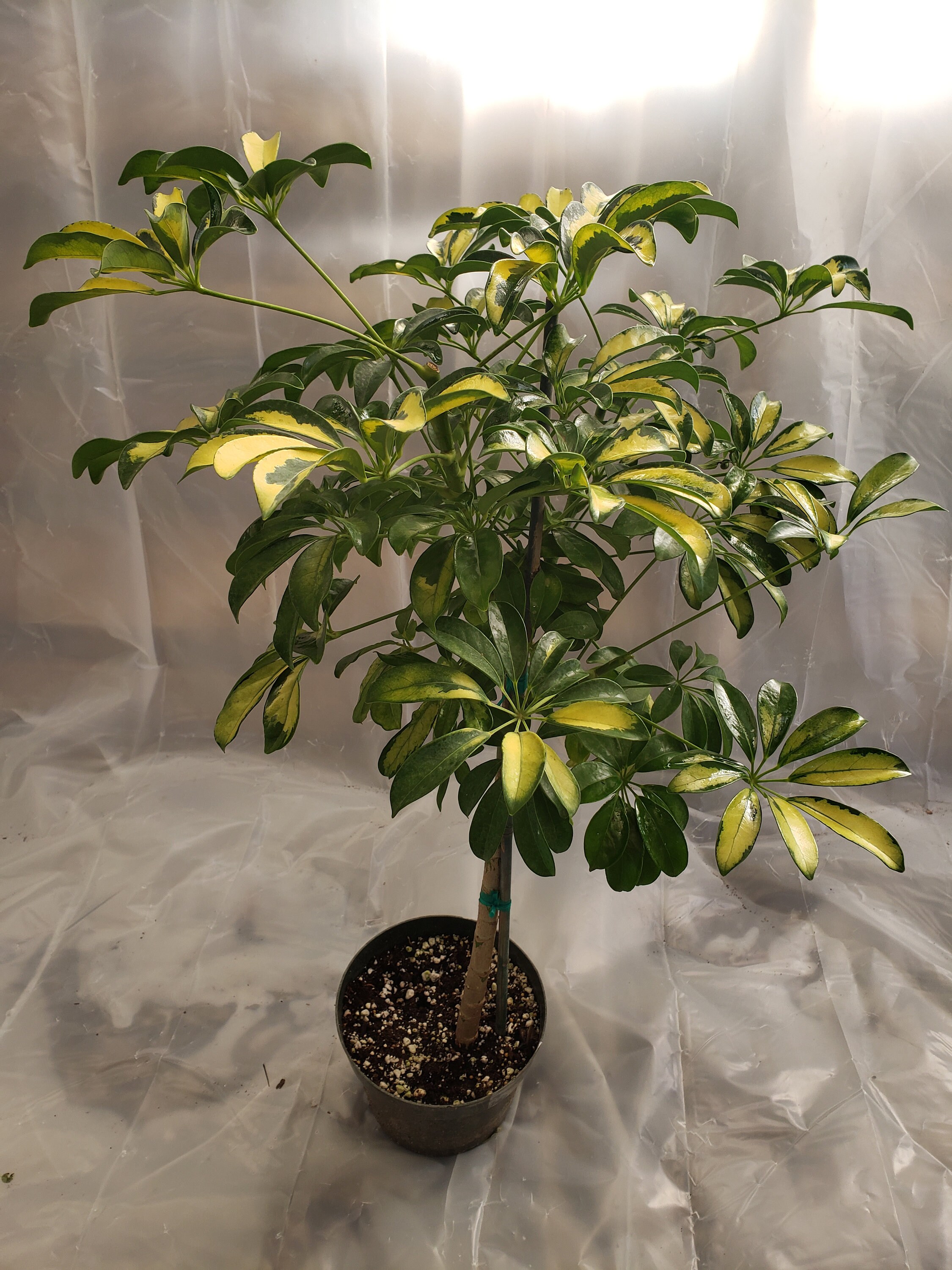 Schefflera Arboricola Variegated Tree in 2G Pot - About 36 tall