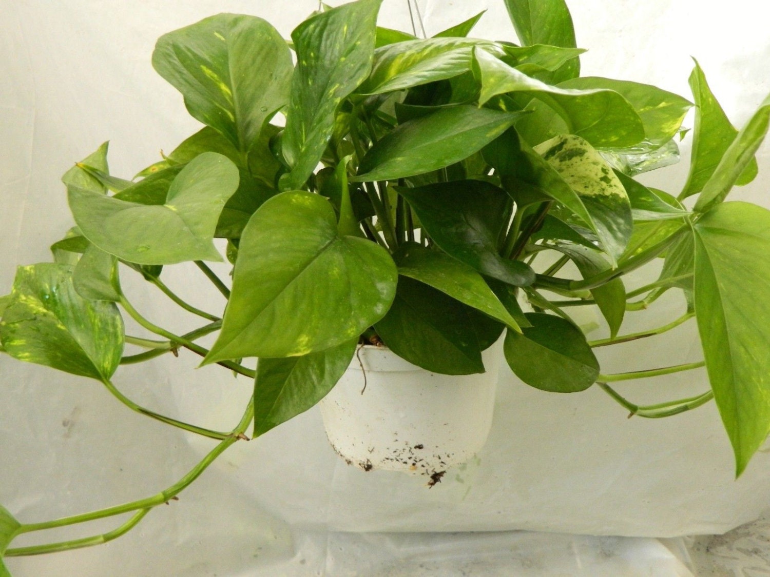Trailing Golden Pothos Plant in 6 inch pot