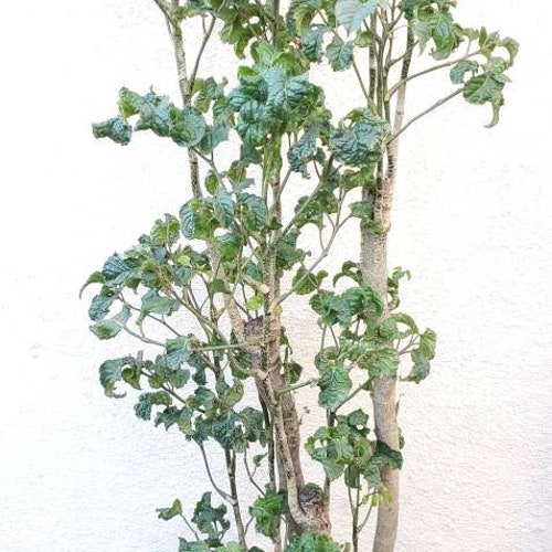 Polyscias Guilfoylei Blackie Black Aralia Plant in 10 Inch Pot - Etsy