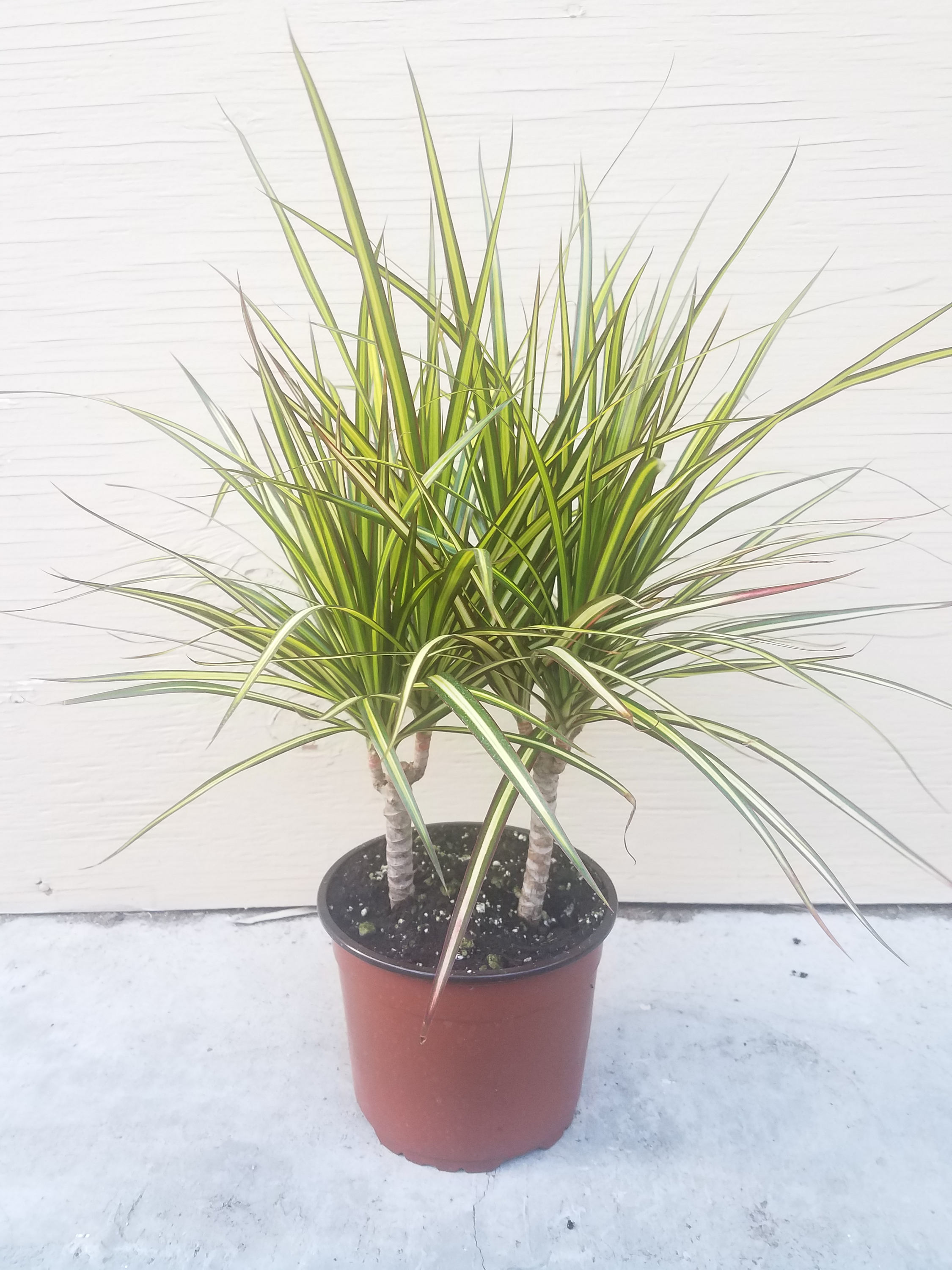 Dracaena Sun Ray Plant in 8 inch pot - About 24 tall