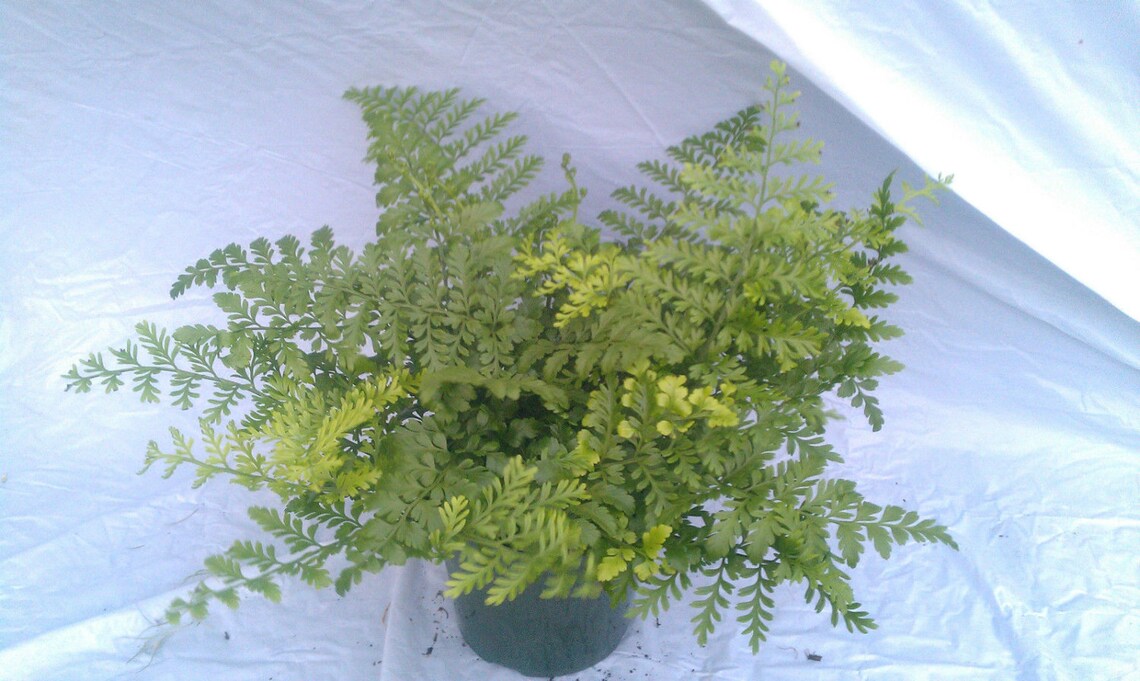 Austral Gem Fern Plant in 6 Inch Pot - Asplenium Bird's Nest - Etsy