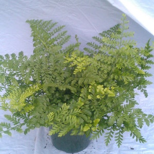 Austral Gem Fern Plant in 6 Inch Pot - Asplenium Bird's Nest - Etsy