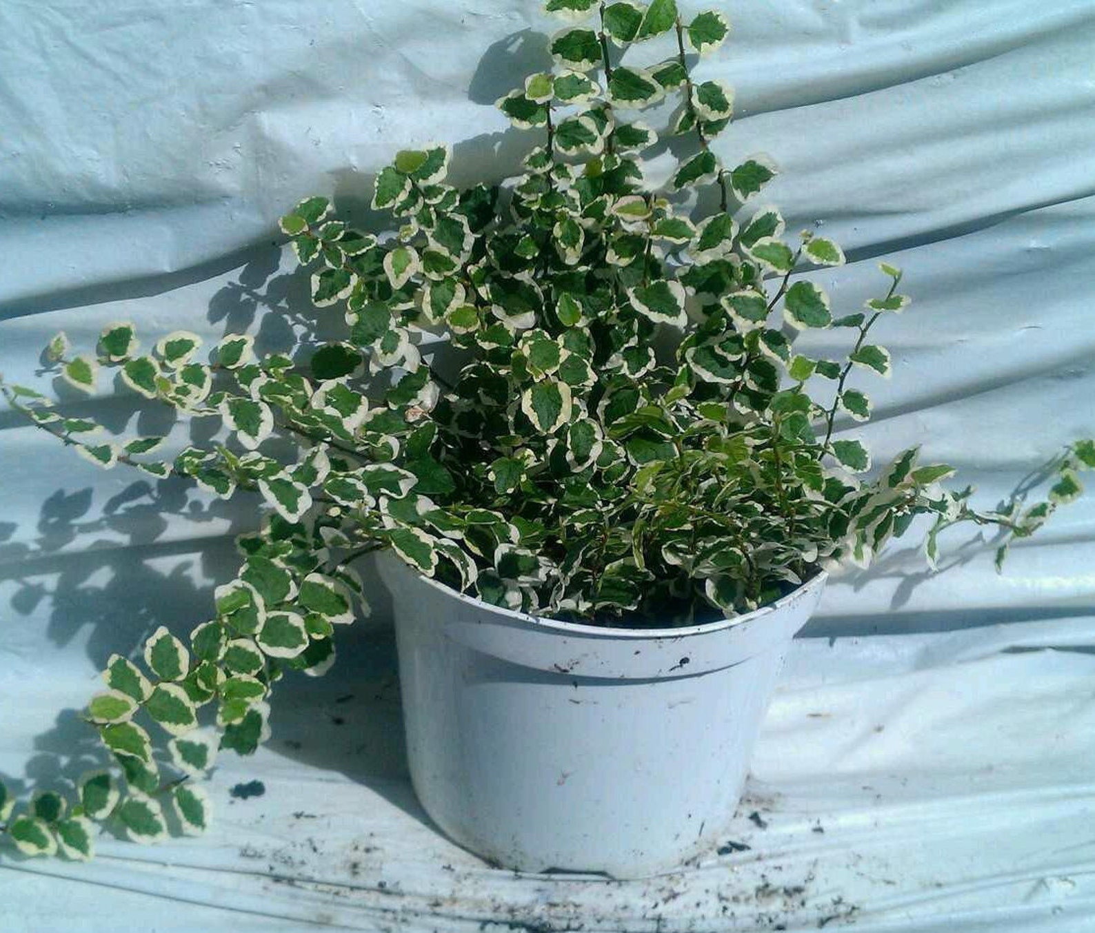 Ficus Repens Variegated Vine Plant in 6 Inch Pot - Etsy