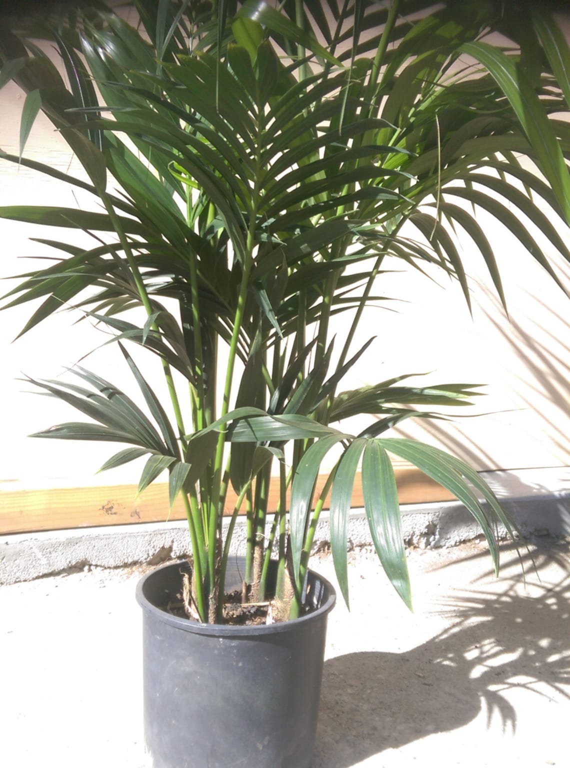 Kentia Palm Plant in 10 Pot 60 Tall Tropical - Etsy