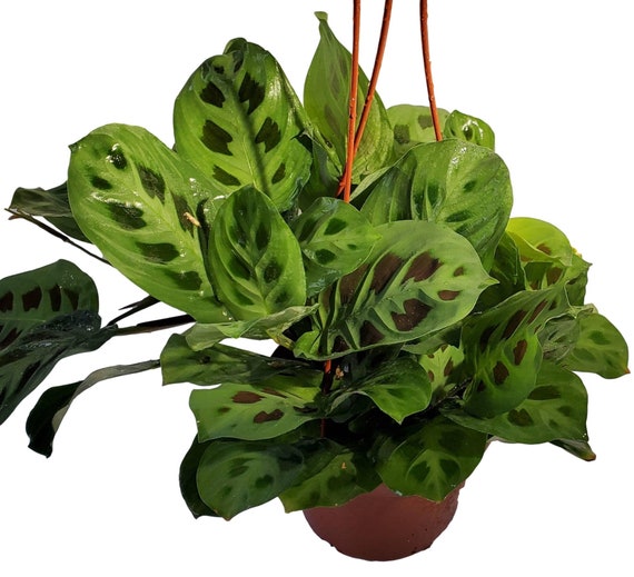 Maranta Leuconeura Green Prayer Plant in 6 Inch Pot - Etsy