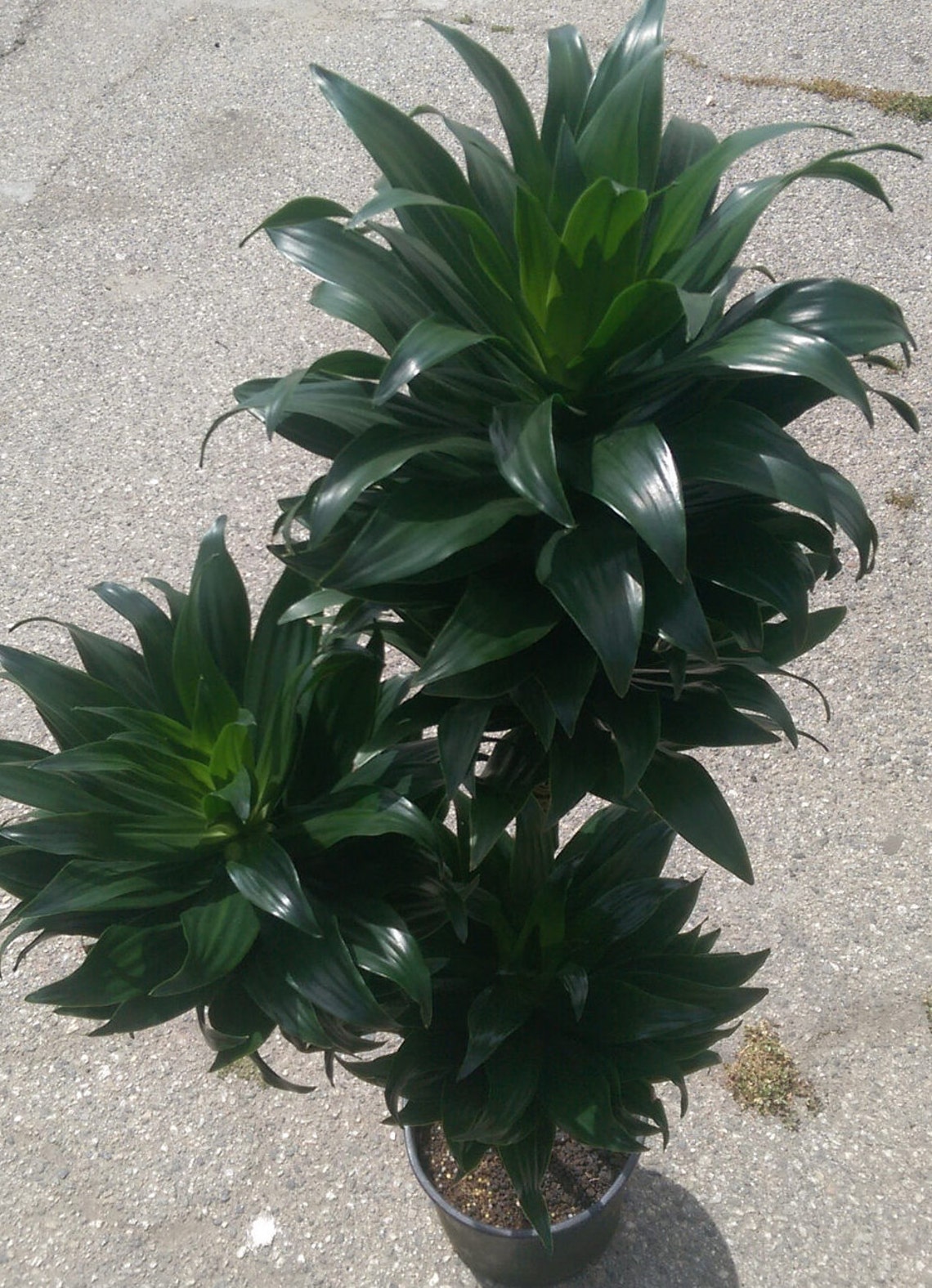Dracaena Janet Craig Compacta Cane Plant in 2g Pot - Etsy Australia