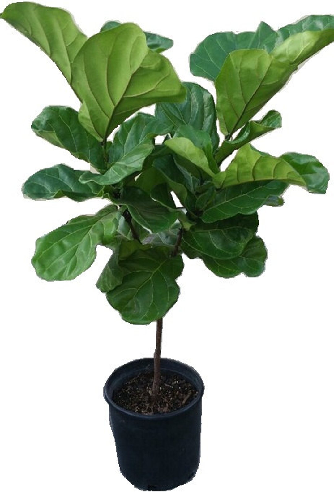 Ficus Lyrata Tree Plant in 12" Pot - Also Called Fiddle Leaf Fig or ...