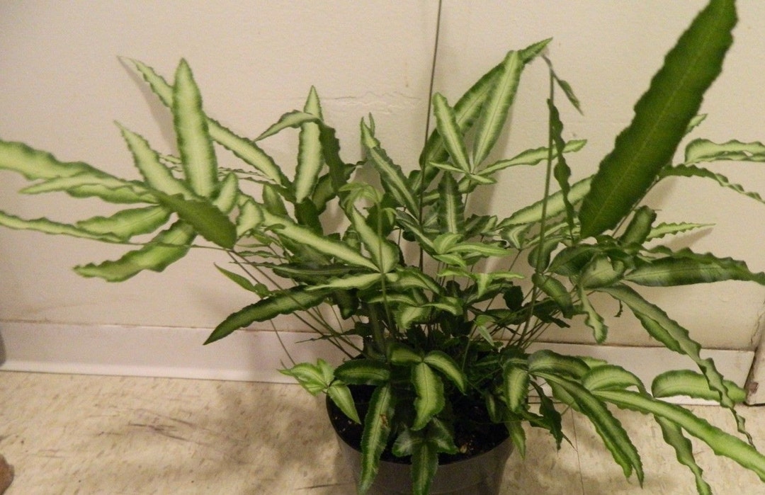 Pteris Albo Fern Plant in 6 Inch Pot - Etsy