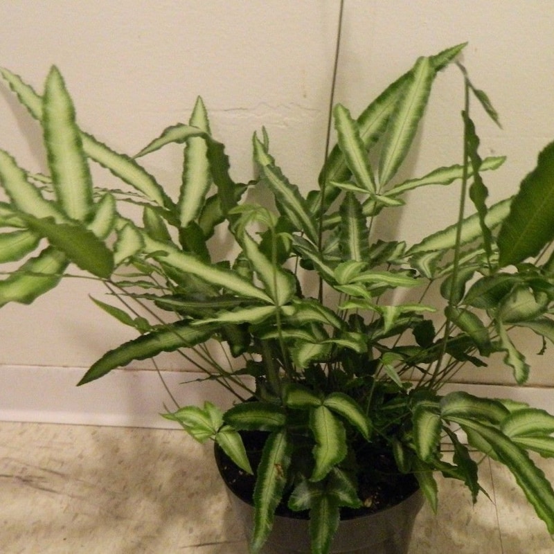 EmeraldGardensGH - Etsy