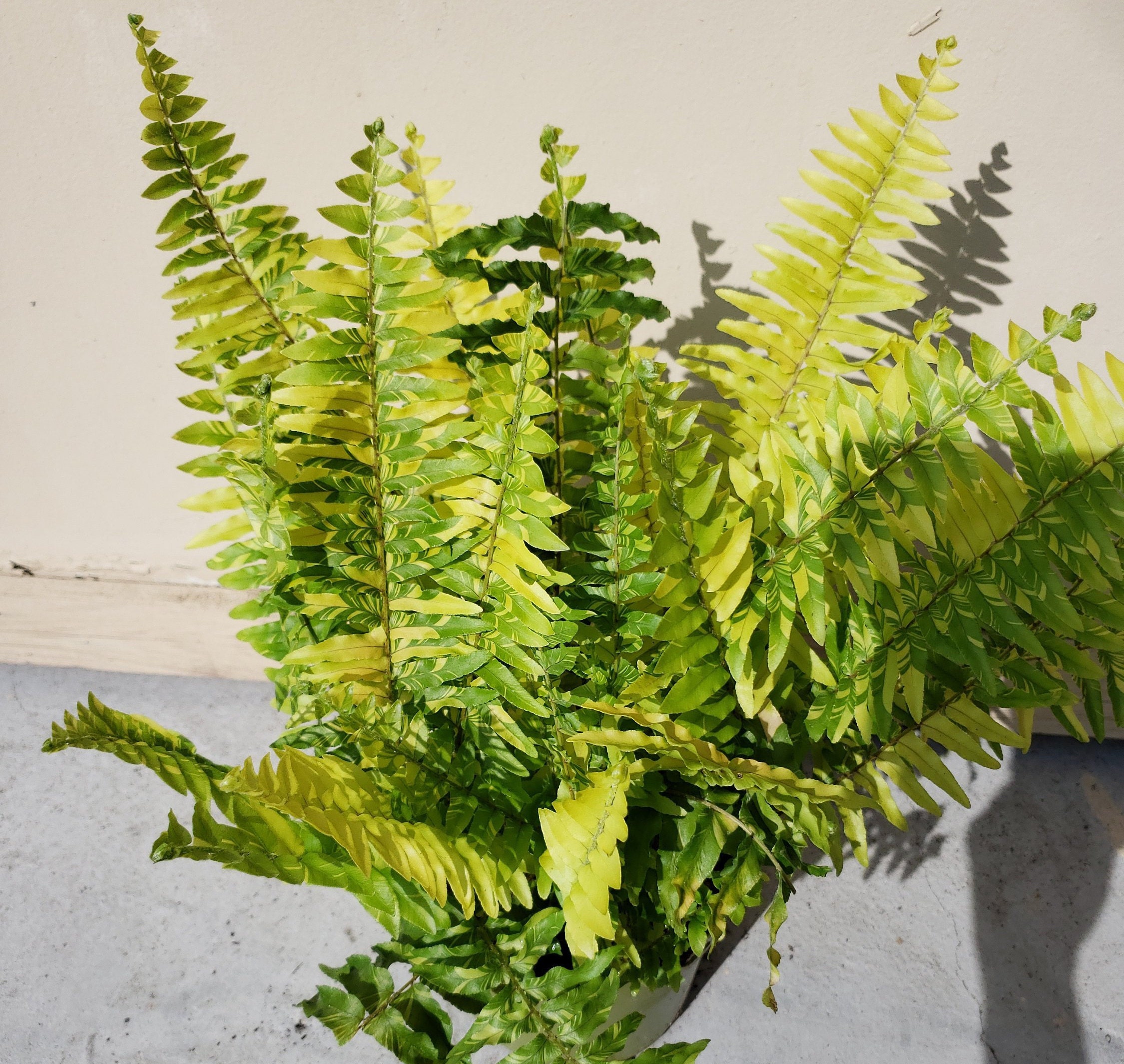 Nephrolepis Exaltata Tiger Fern Plant in 6 inch pot - Beautiful Color
