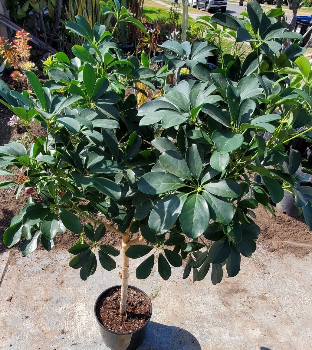 Schefflera Arboricola Green Tree in 12 Pot - About 48 Inches tall
