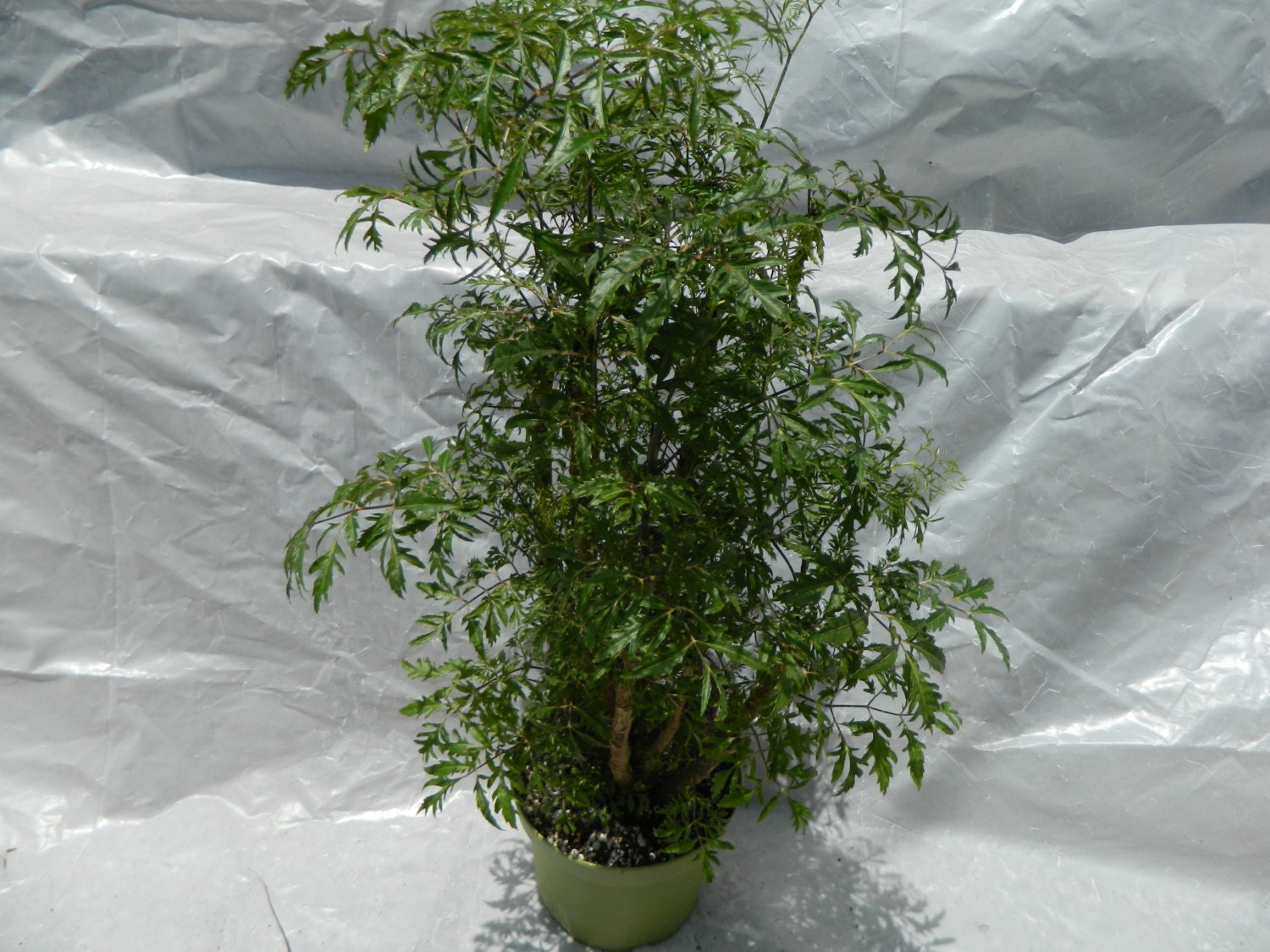 Ming Aralia Plant in 6 Inch Pot - Polyscias Fruticosa - Beautiful Specimen