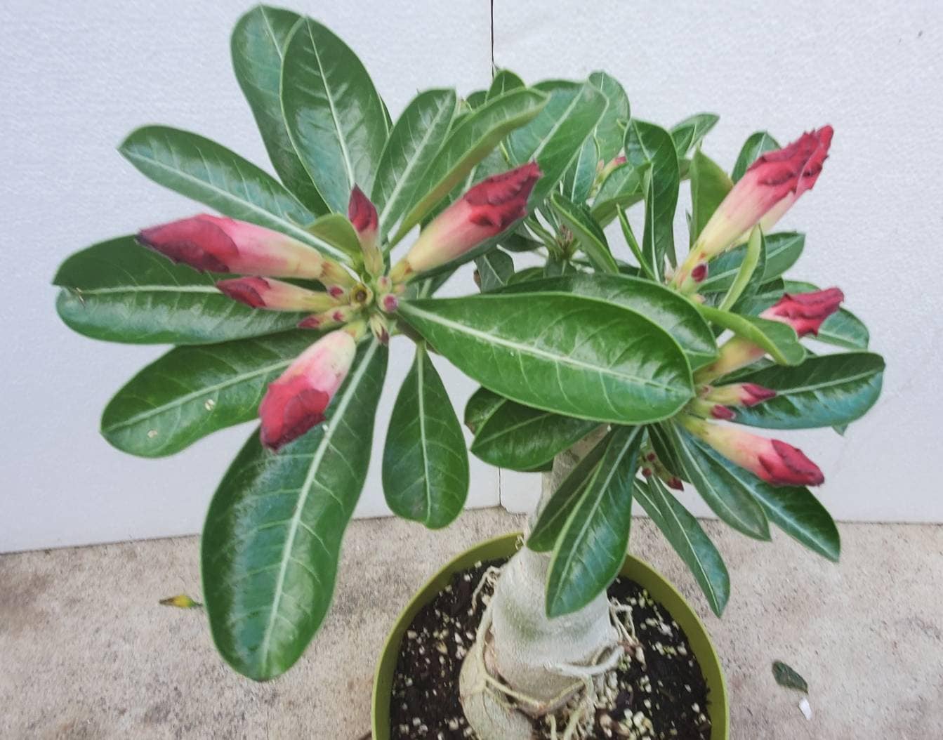 Adenium Obesum Desert Rose Plant in 8 inch pot - About 18 inches tall