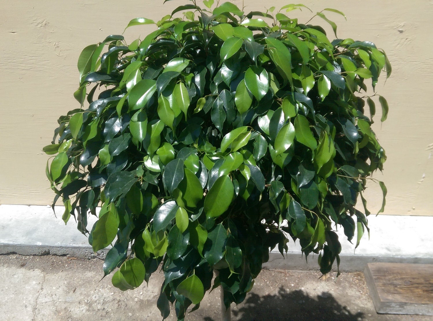 Ficus Indigo Tree Plant in 12 Pot - - About 60 tall - Very Nice!