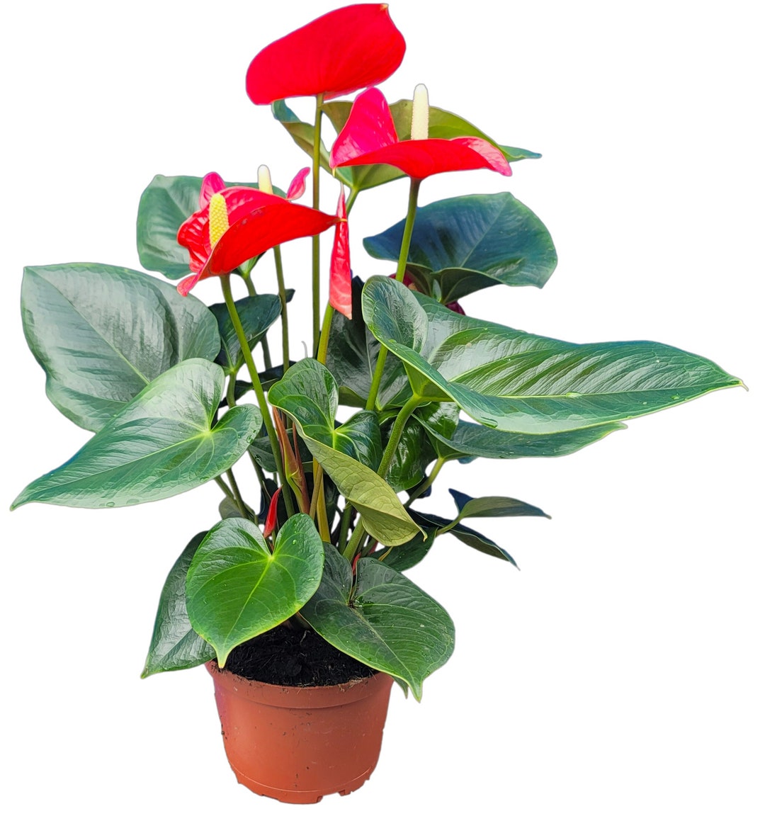 Red Anthurium Plant in 6 Inch Pot With Flowers - Etsy