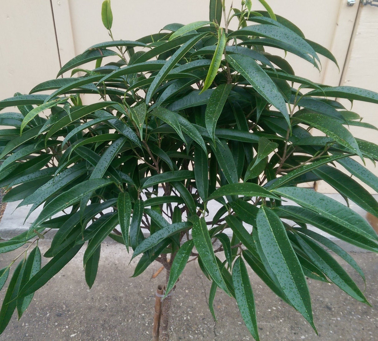 Ficus binnendiijkii Alii Plant in 12 Pot - About 60 tall