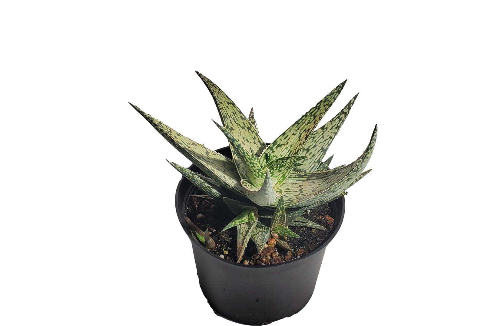 Aloe White Fox Plant in 6 Inch Pot - Etsy