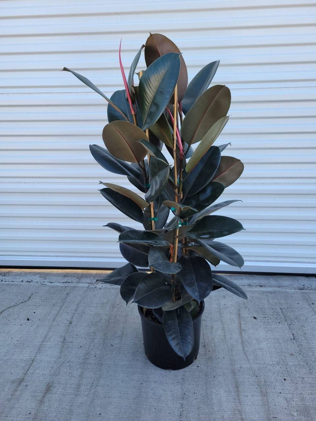 Ficus Elastica Burgundy Decora Plant in 12" Pot - About 48" Tall - Nice ...