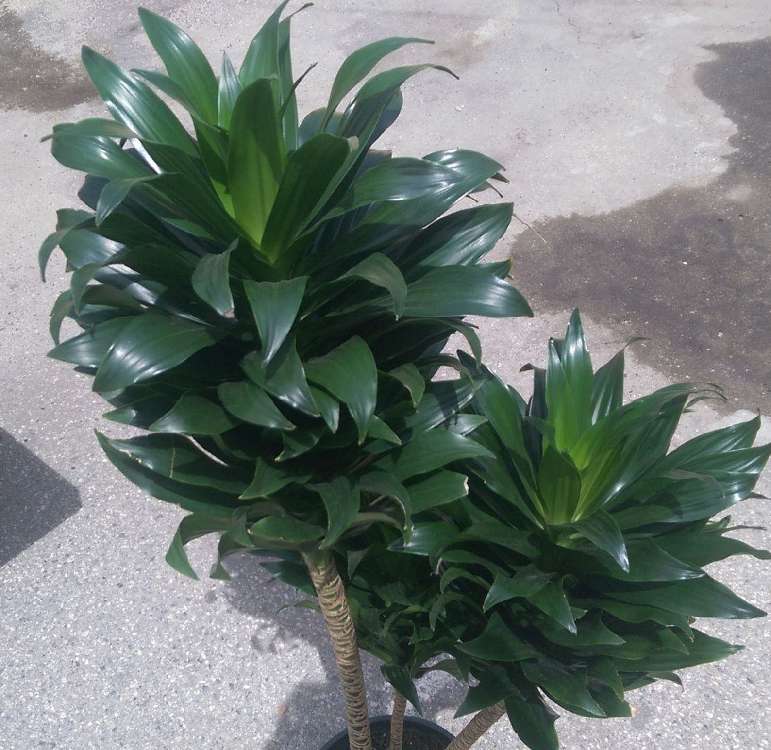 Dracaena Janet Craig Compacta Cane Plant in 2g" Pot - About 36" Tall - Etsy