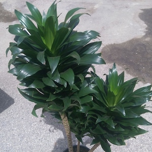Dracaena Janet Craig Compacta Cane Plant in 2g" Pot - About 36" Tall - Etsy