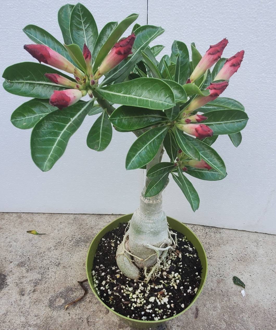Adenium Obesum Desert Rose Plant in 8 inch pot - About 18 inches tall