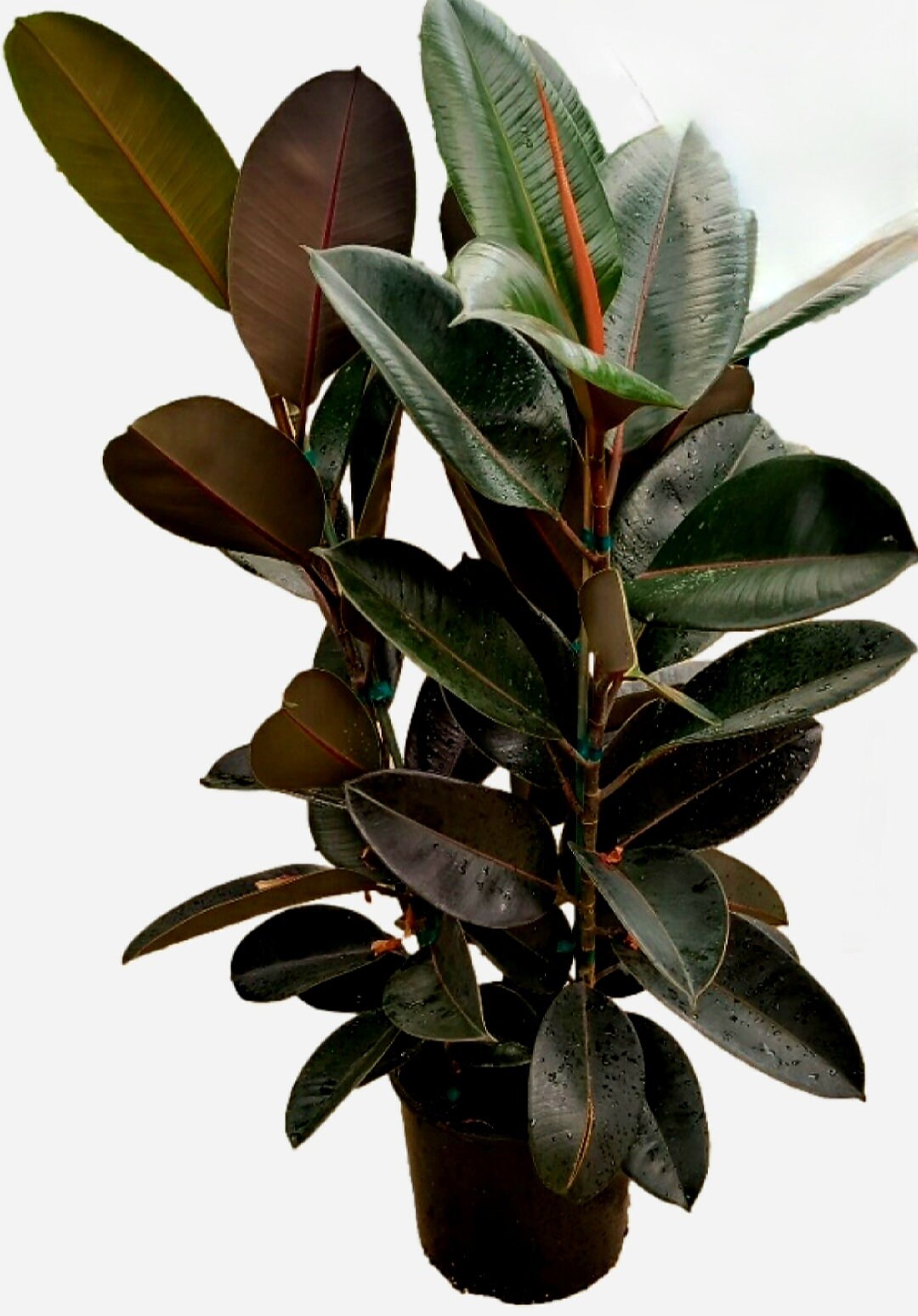 Ficus Elastica Burgundy Decora Plant in 10" Pot - About 42" Tall - Nice ...