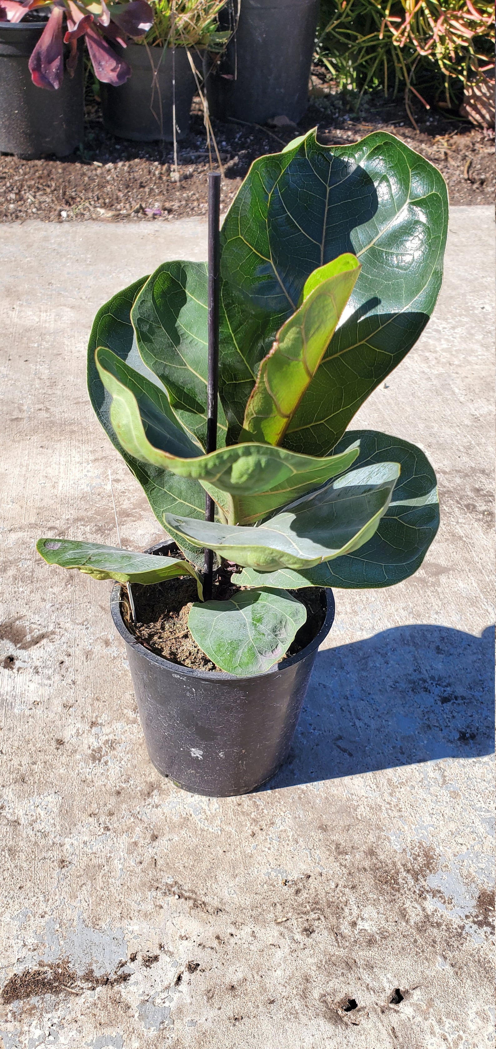 Ficus Lyrata Compacta Little Fiddle Leaf Fig Plant in 4 Inch - Etsy