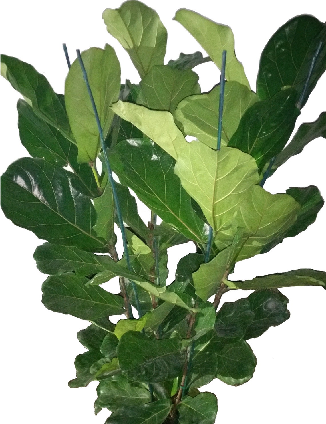 Ficus Lyrata Everglades Plant in 12" Pot - Also Called Fiddle Leaf Fig ...