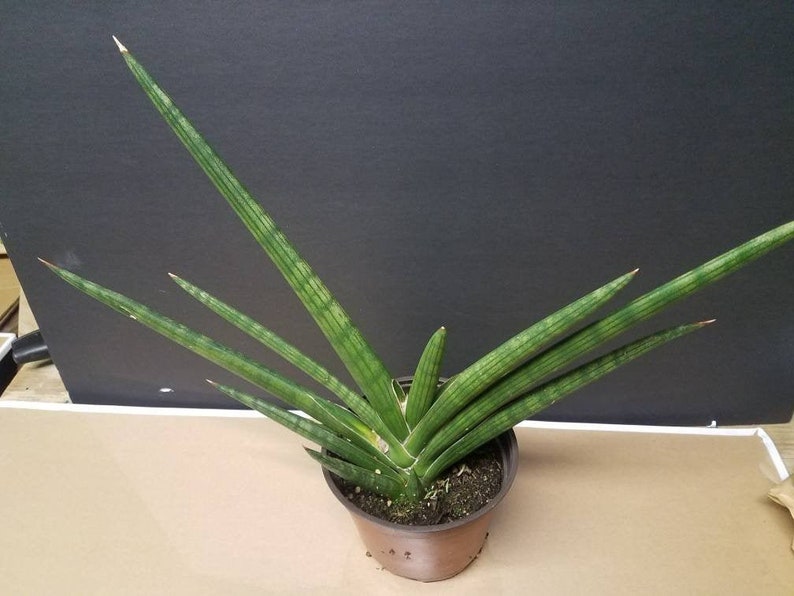 Sansevieria Mutomo Kenya Plant in 6 Inch Pot - About 8 Inches Tall - Etsy