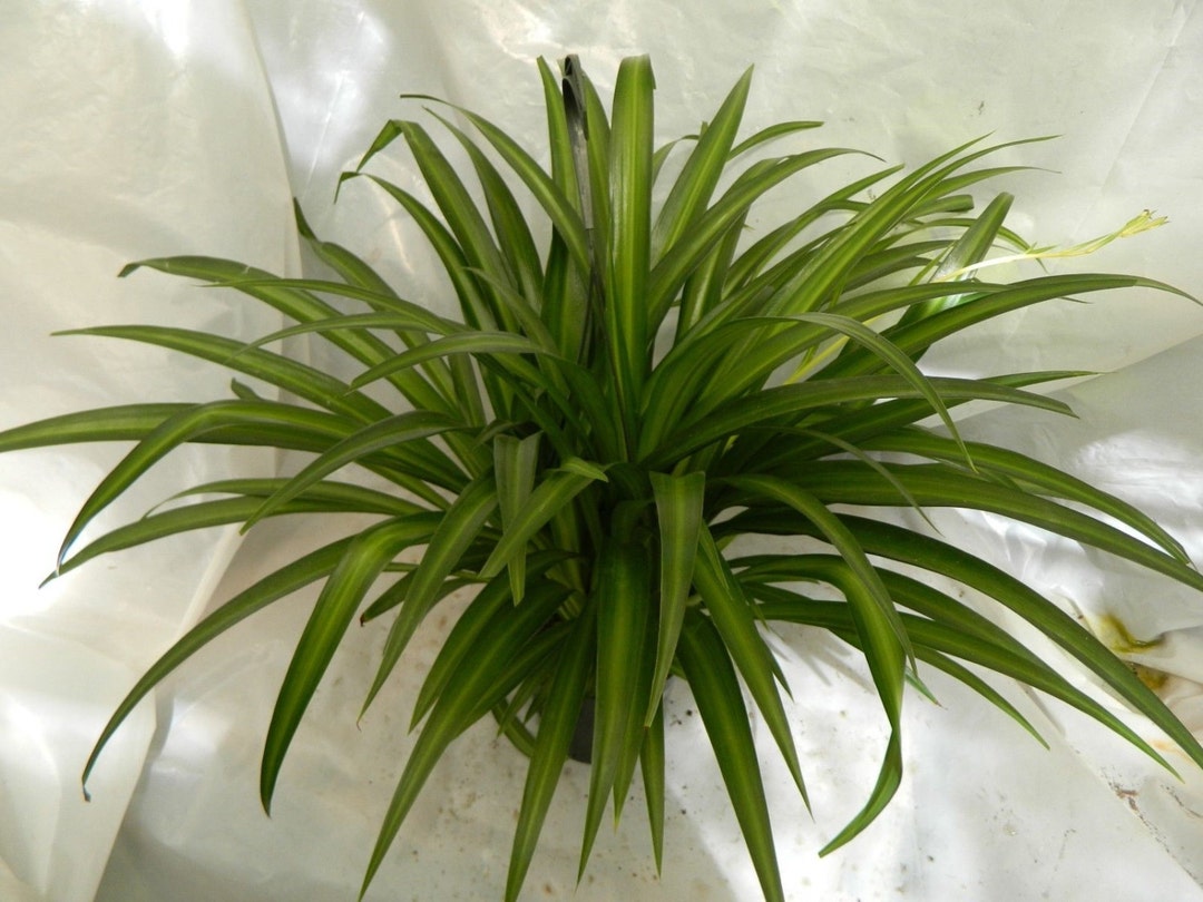 Hawaiian Spider Plant in 8 Inch Hanging Pot - Etsy