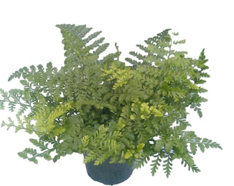 Austral Gem Fern - Etsy