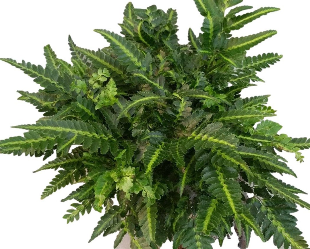 East Indian Fern Plant in 6 Inch Pot - Etsy